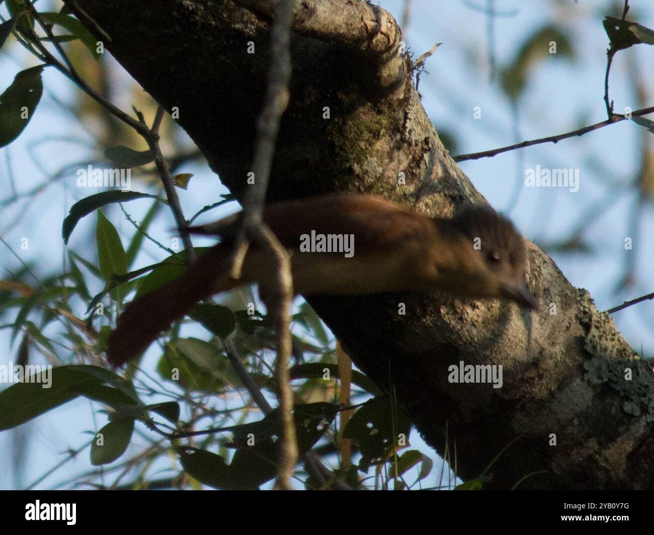 Crested becard hi-res stock photography and images - Alamy