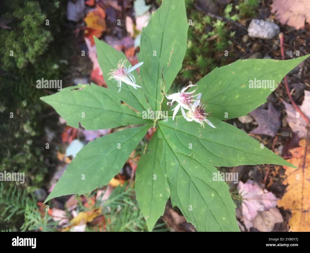 whorled wood aster (Oclemena acuminata) Plantae Stock Photo - Alamy