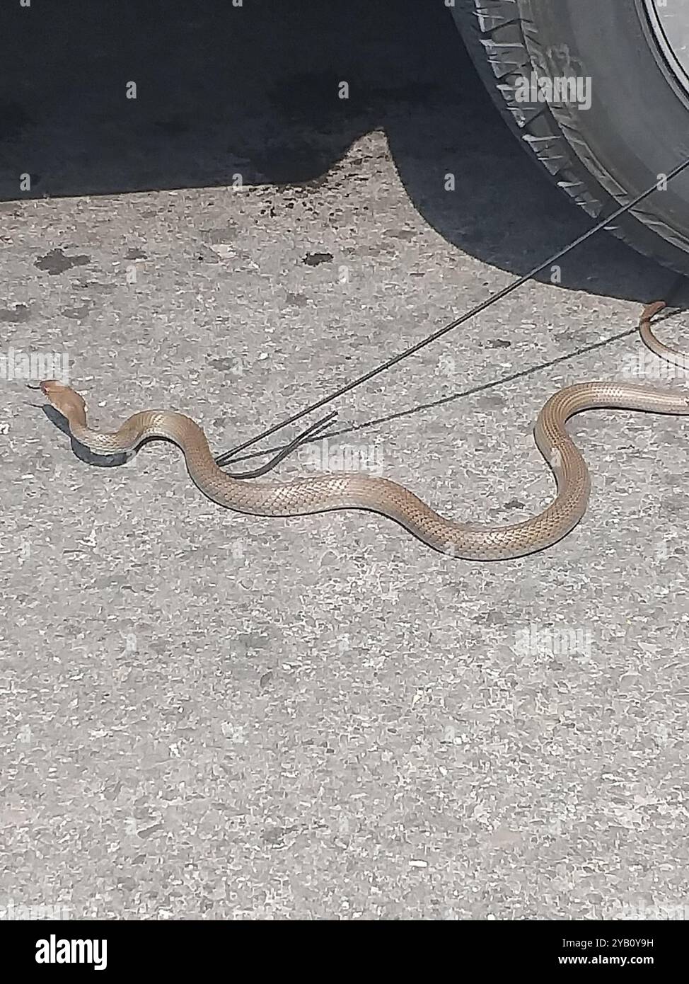Neotropical Whip Snake (Masticophis mentovarius) Reptilia Stock Photo ...