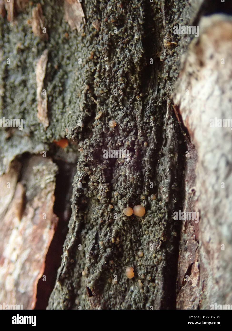 Pink-eyed Shingle Lichen (Vahliella saubinetii) Fungi Stock Photo - Alamy