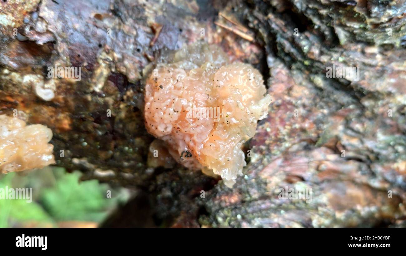Crystal Brain Fungus (Myxarium nucleatum) Fungi Stock Photo - Alamy