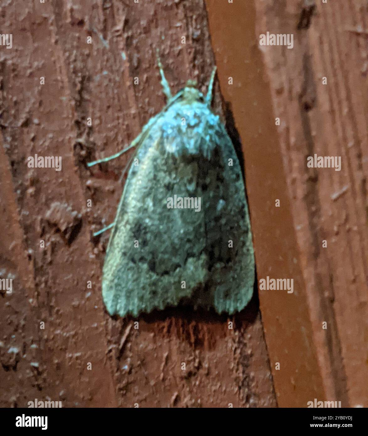 American Copper Underwing (Amphipyra pyramidoides) Insecta Stock Photo ...