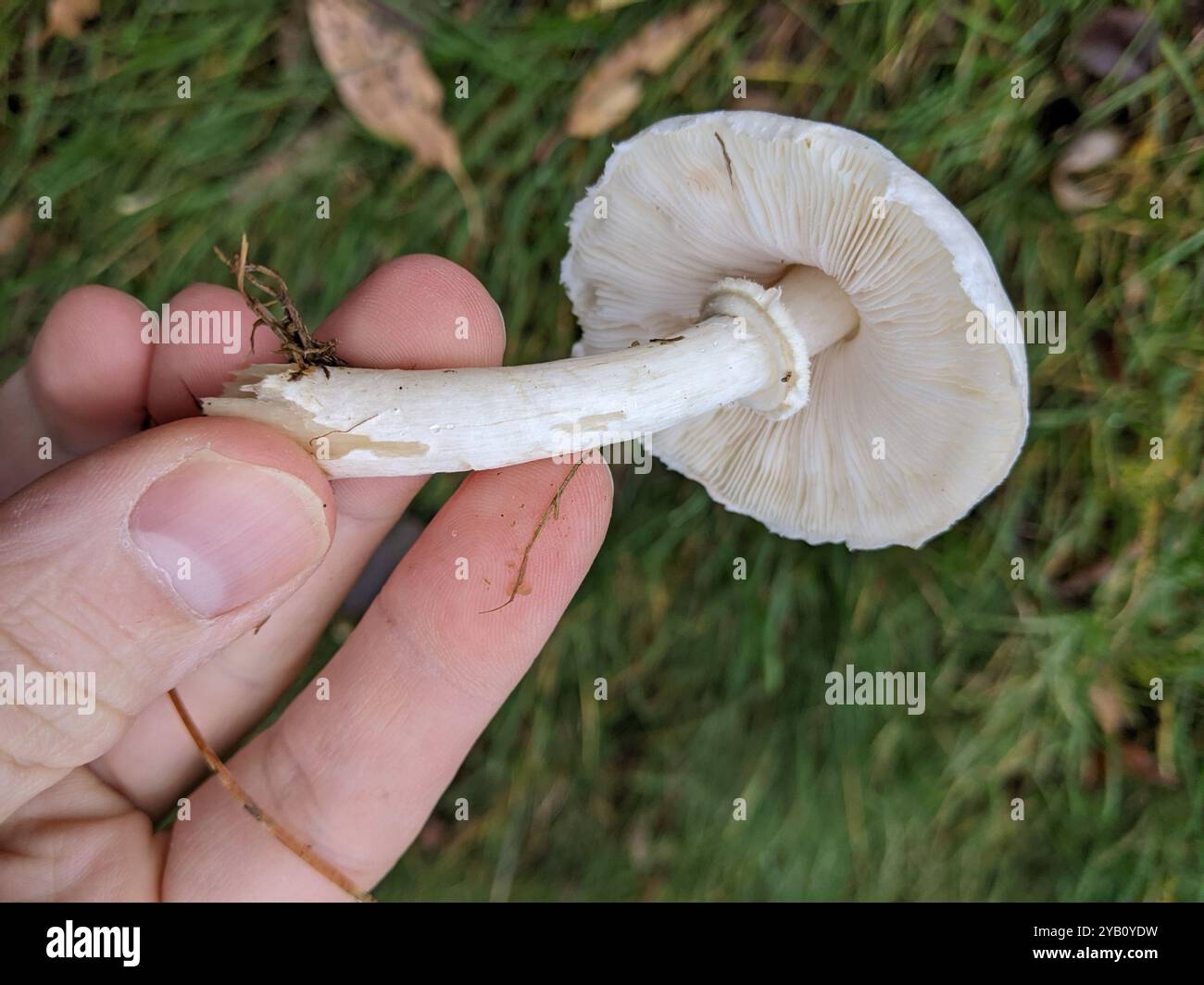 White Dapperling (Leucoagaricus leucothites) Fungi Stock Photo - Alamy