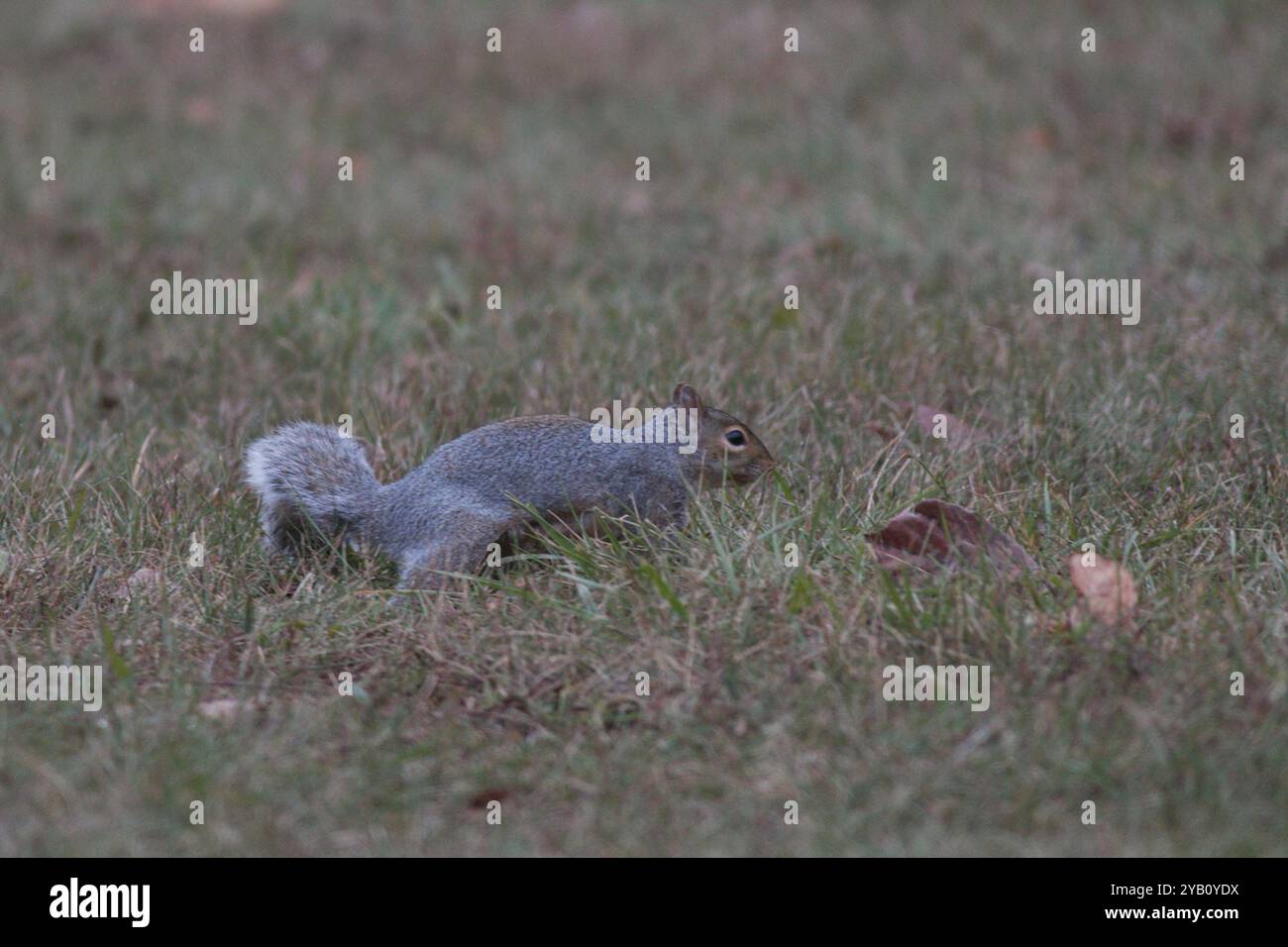 Eastern Gray Squirrel (Sciurus carolinensis) Mammalia Stock Photo - Alamy