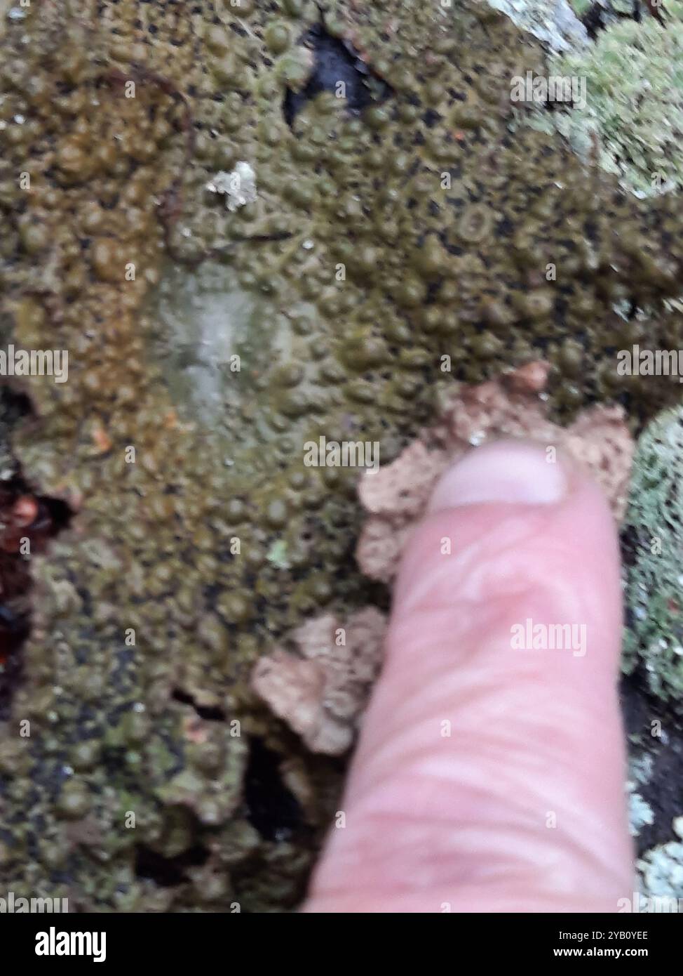 Common Toadskin Lichen (Lasallia papulosa) Fungi Stock Photo - Alamy