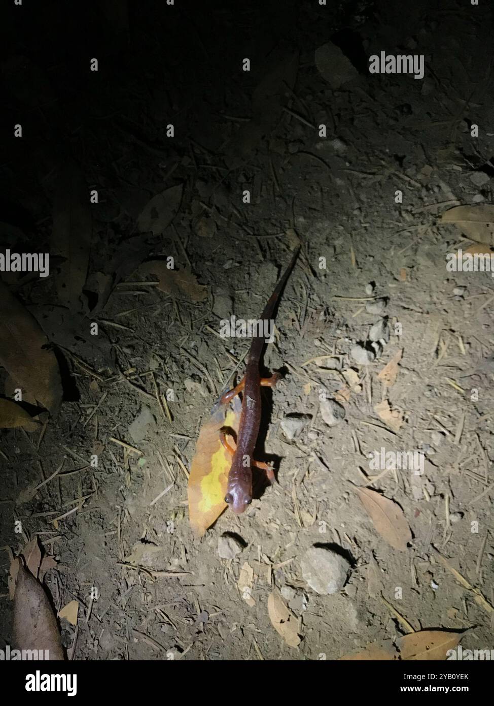 Ensatina (Ensatina eschscholtzii) Amphibia Stock Photo - Alamy