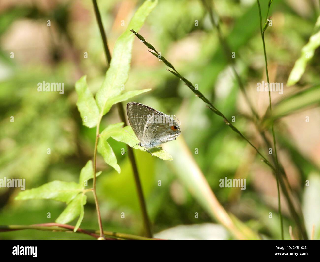 Forget-me-not (Catochrysops strabo) Insecta Stock Photo - Alamy