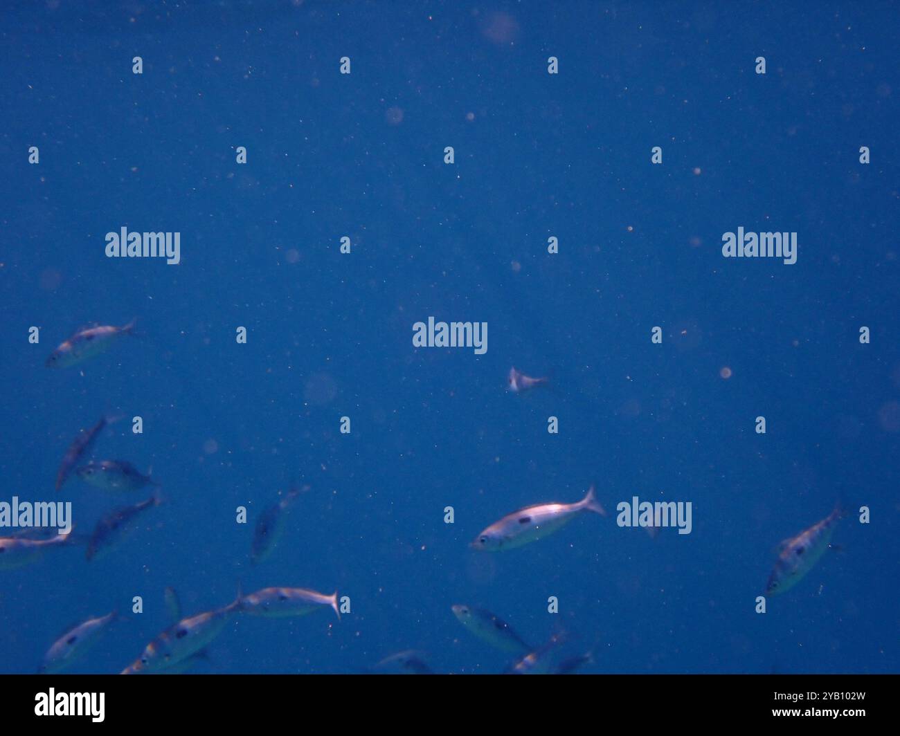 Picarel (Spicara smaris) Actinopterygii Stock Photo - Alamy
