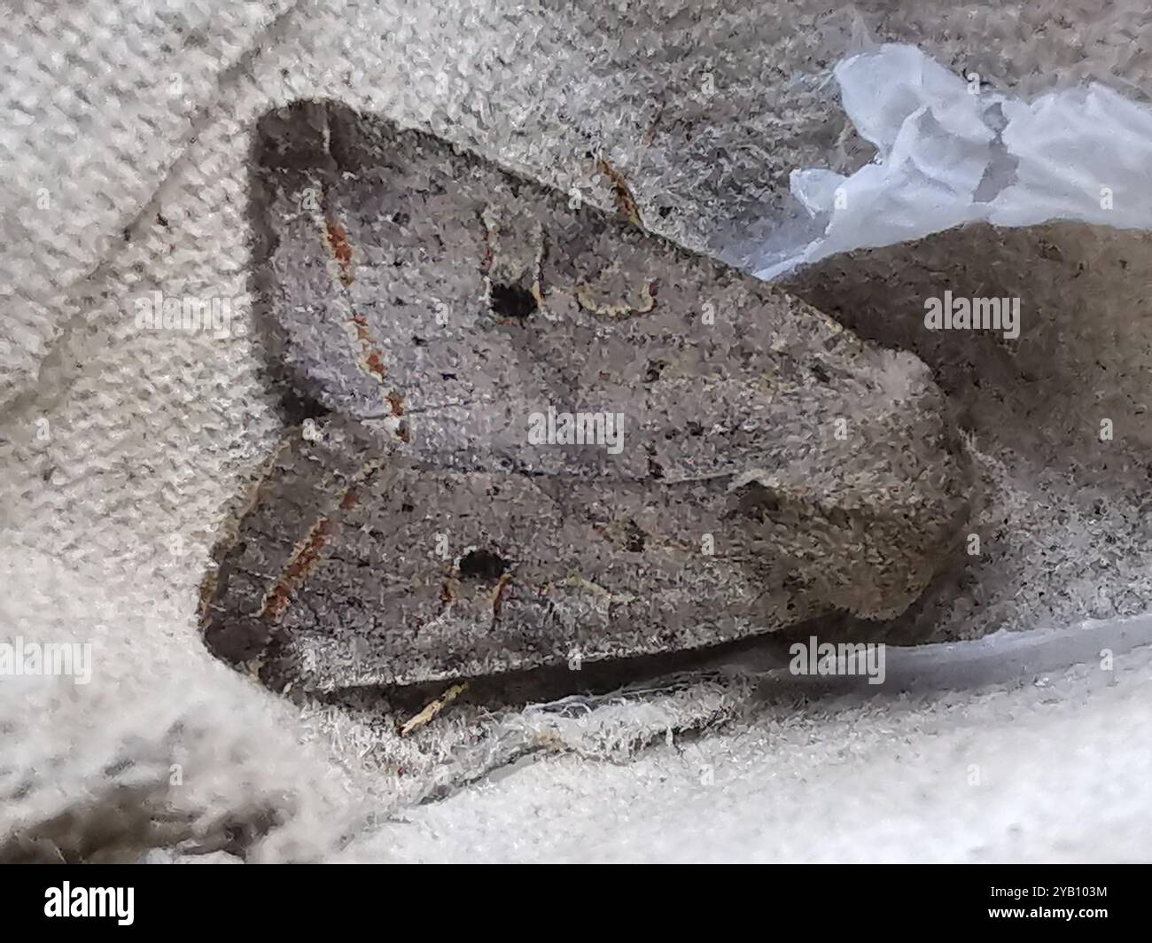 Red-line Quaker (Agrochola lota) Insecta Stock Photo - Alamy