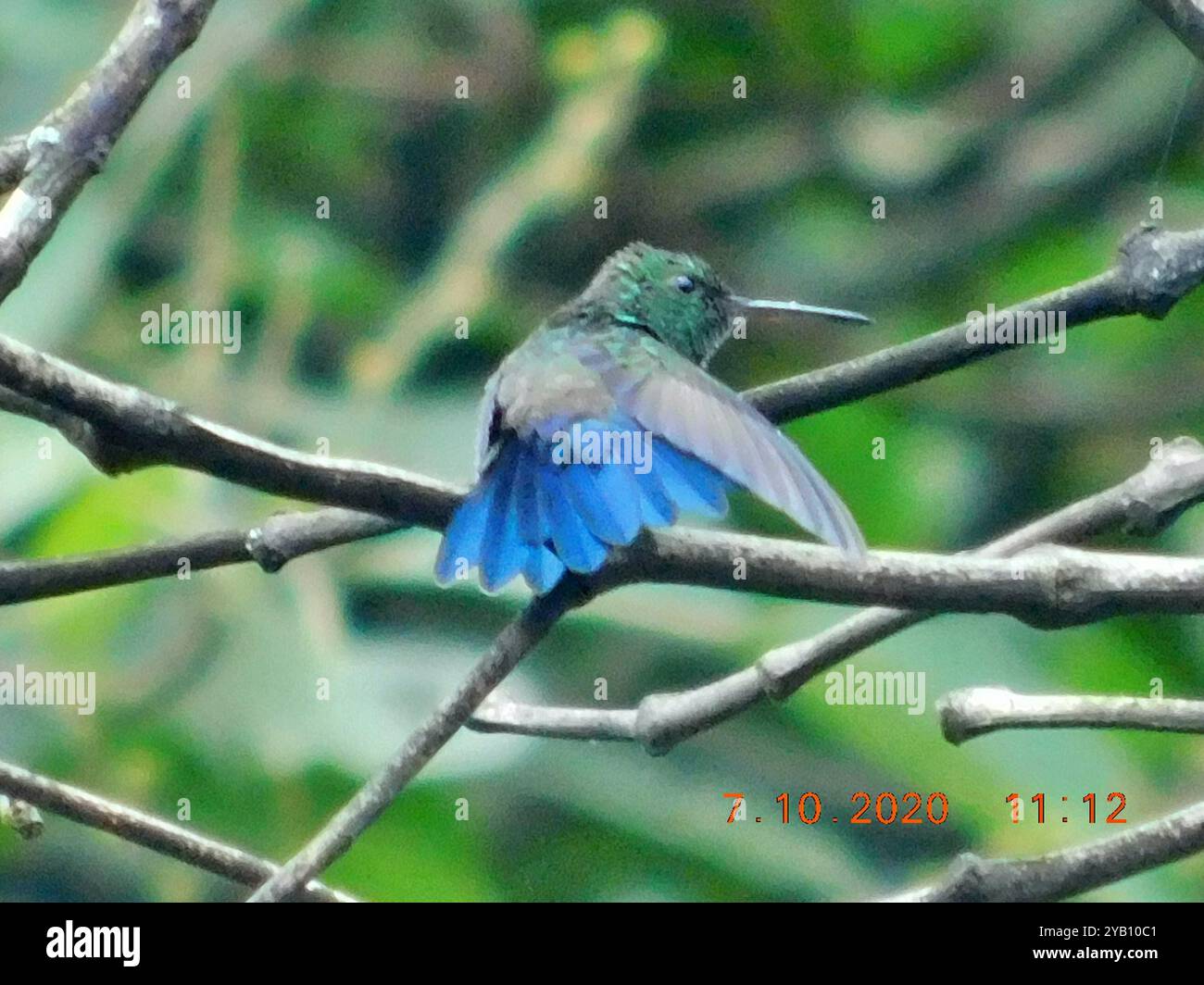 Blue vented hummingbird hi-res stock photography and images - Alamy