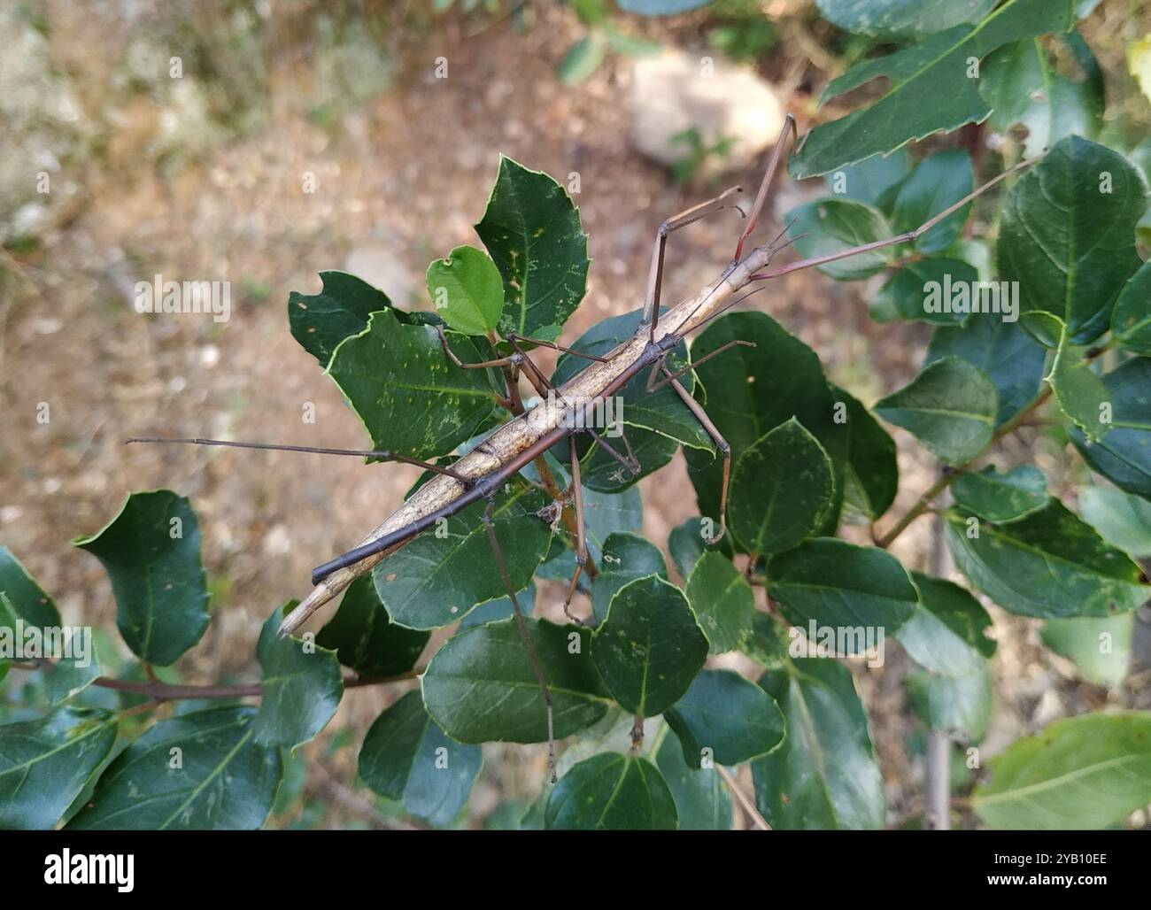Mediterranean stick insect (Bacillus rossius) Insecta Stock Photo - Alamy