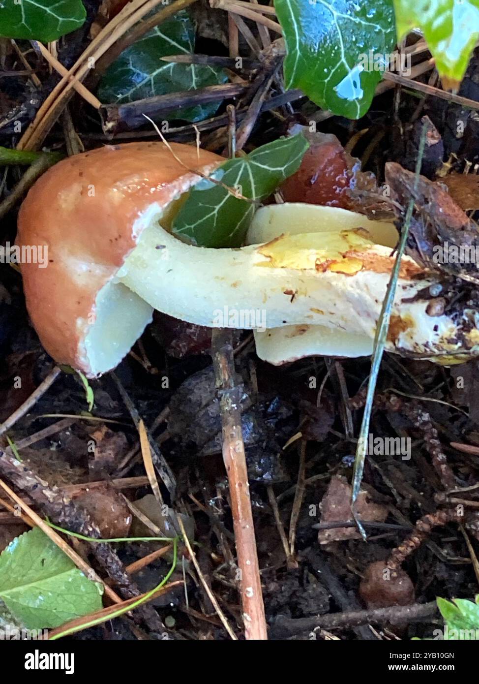 Dotted-stalked Suillus (Suillus granulatus) Fungi Stock Photo - Alamy