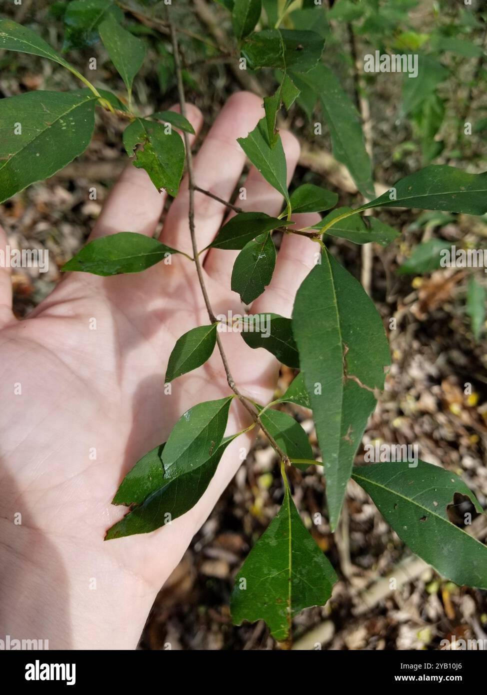 eastern swamp privet (Forestiera acuminata) Plantae Stock Photo - Alamy