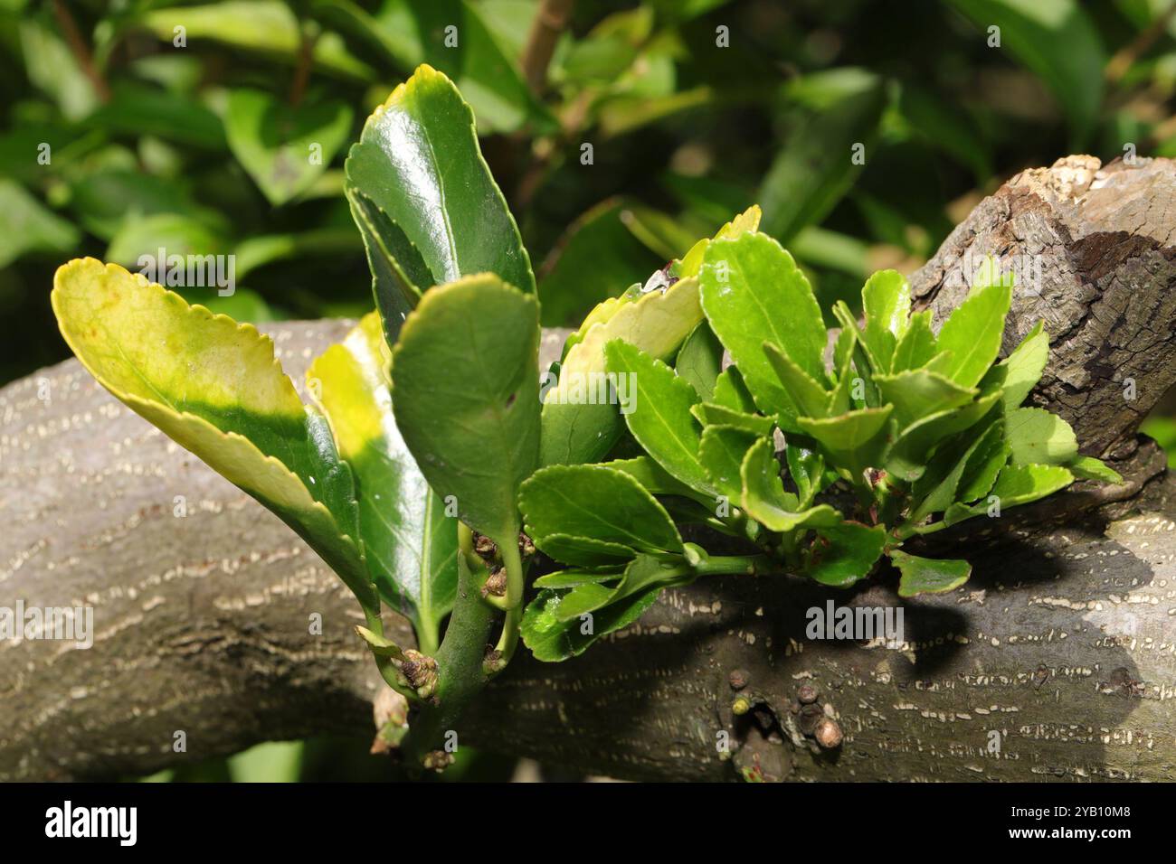Japanese spindle tree (Euonymus japonicus) Plantae Stock Photo - Alamy