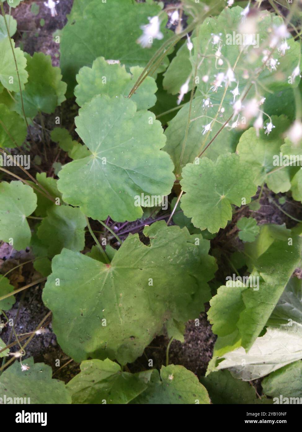 small-flowered alumroot (Heuchera parviflora) Plantae Stock Photo - Alamy