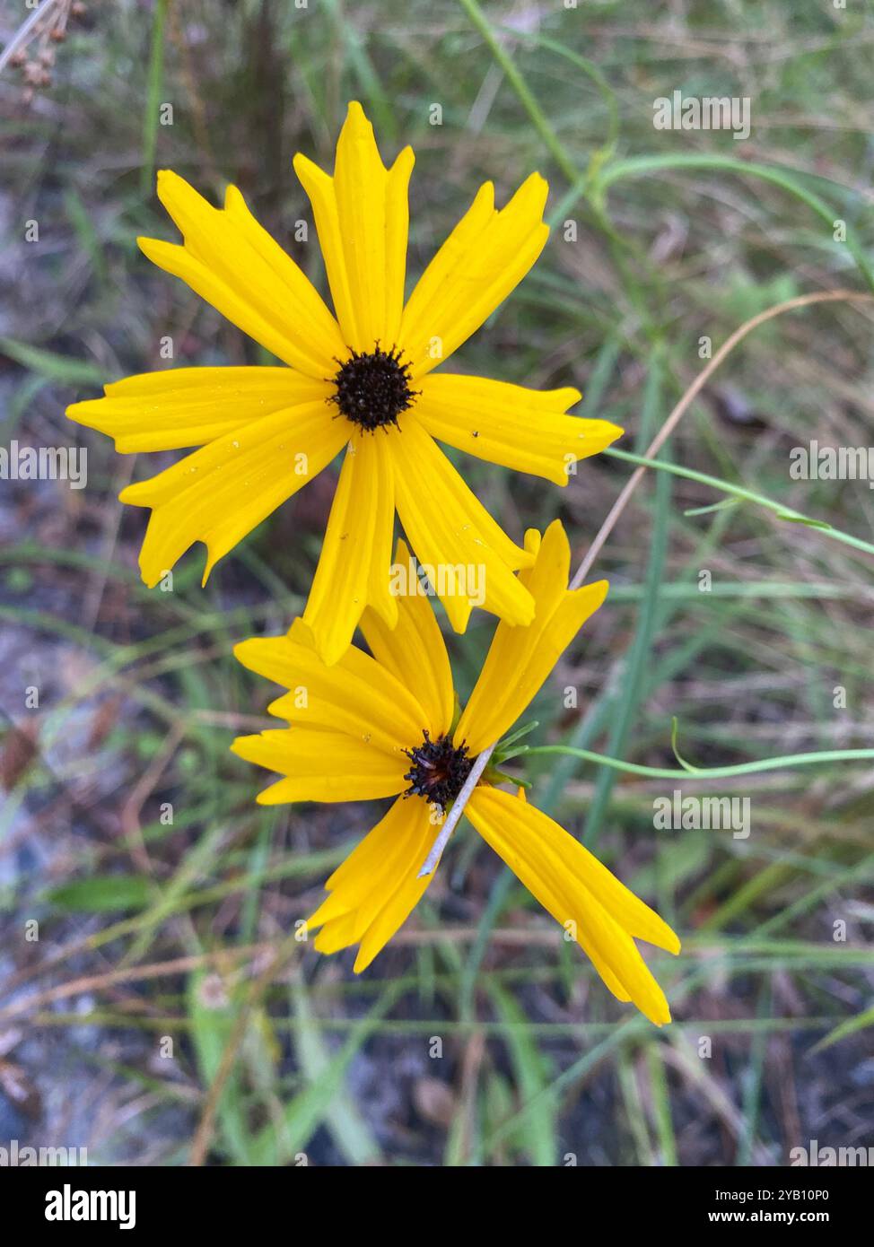 Short-awn Tickseed (Coreopsis aristulata) Plantae Stock Photo - Alamy