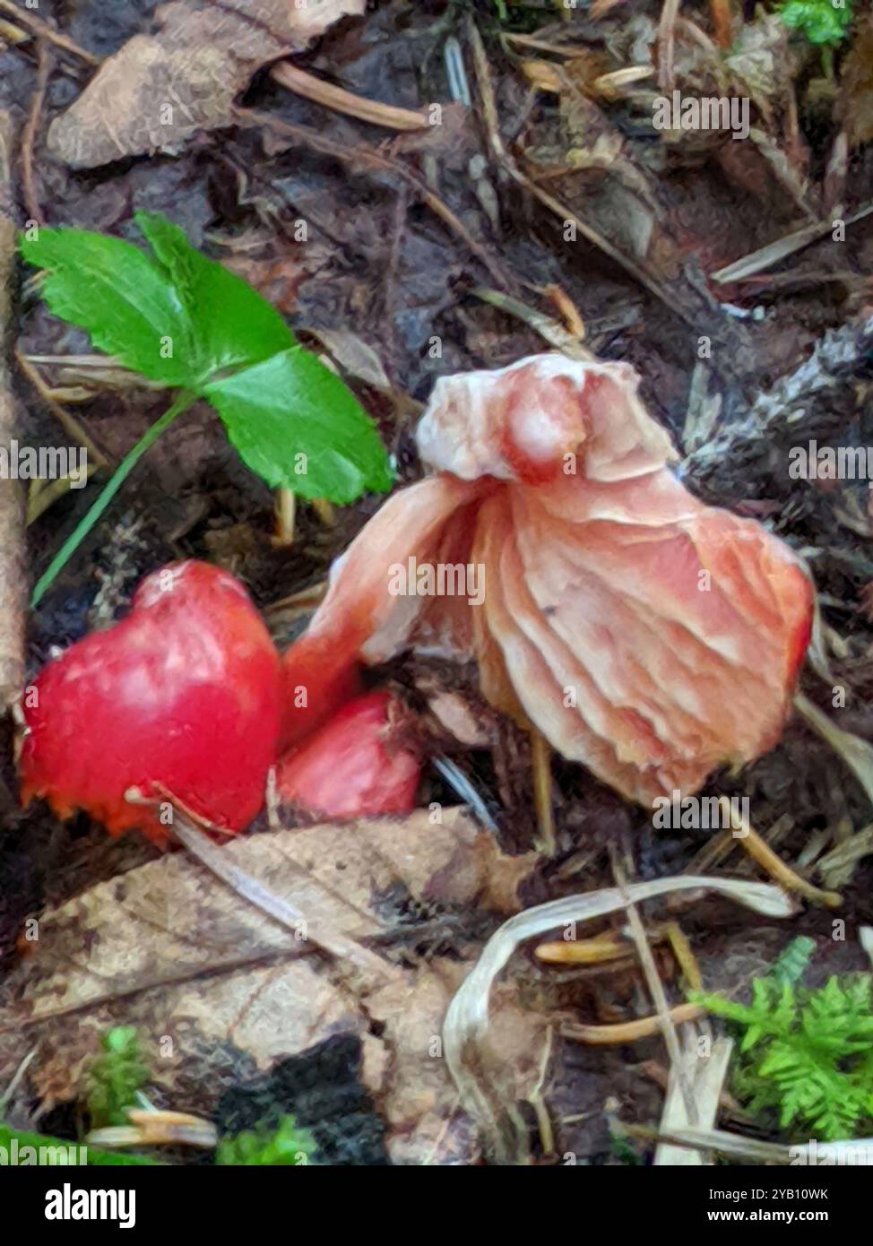 Scarlet Waxy Cap (Hygrocybe coccinea) Fungi Stock Photo - Alamy