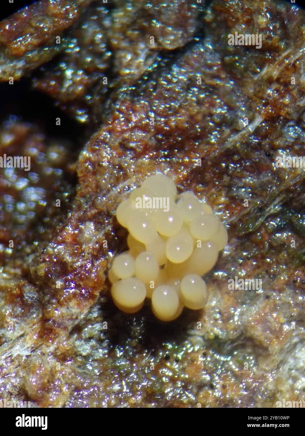 (Arcyria ferruginea) Protozoa Stock Photo - Alamy