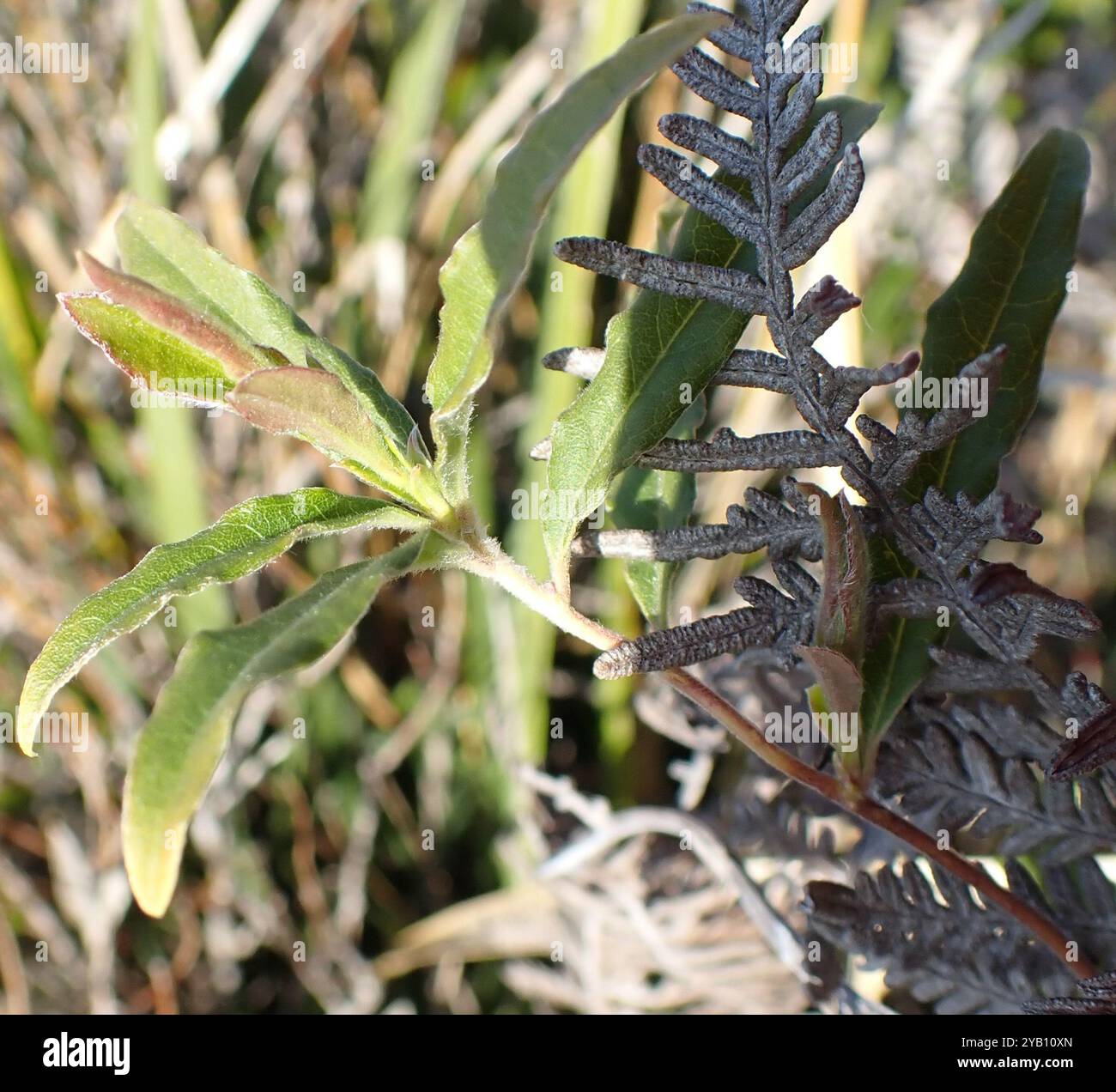 Common Apple-berry (Billardiera mutabilis) Plantae Stock Photo - Alamy