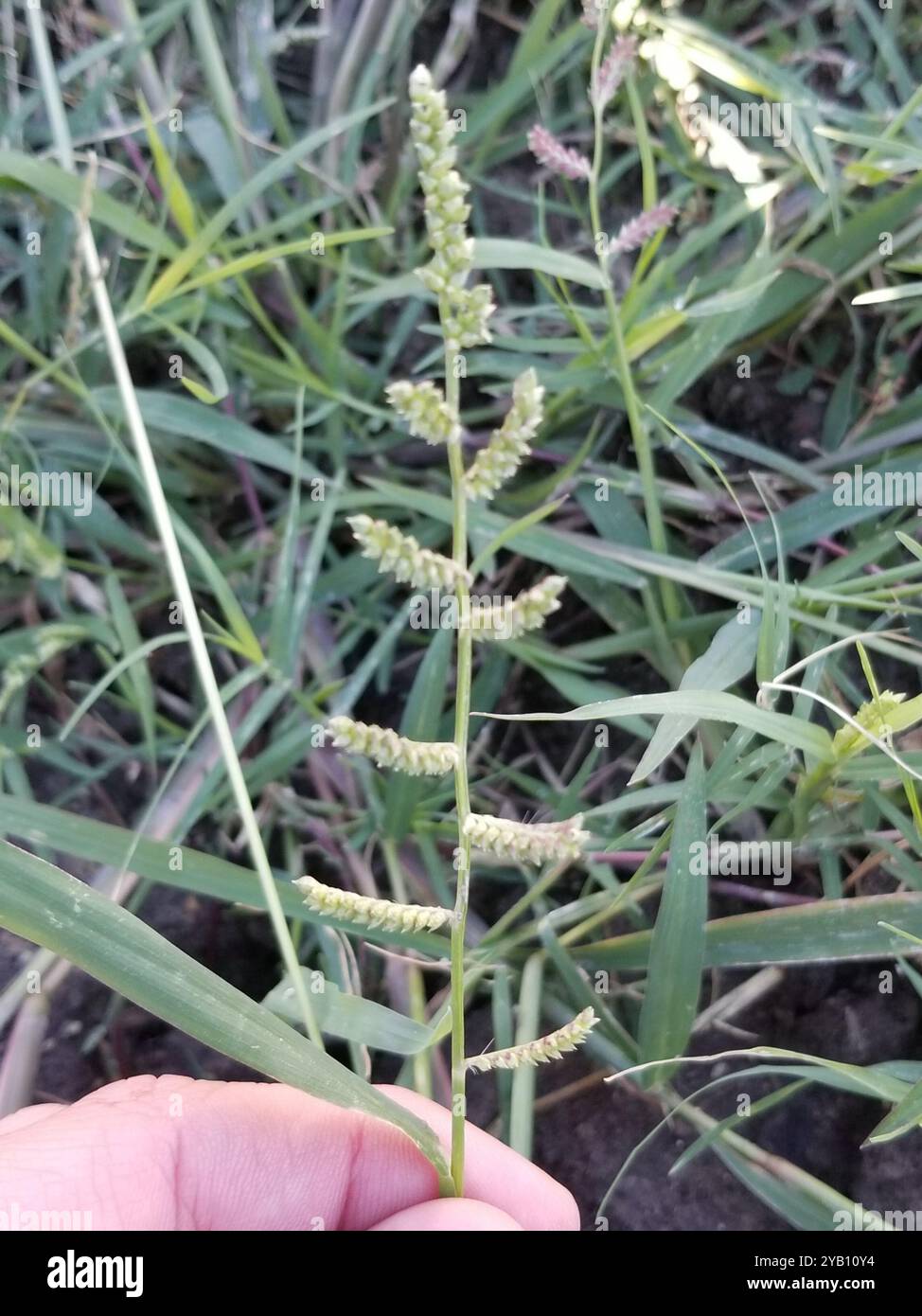 Jungle Rice (Echinochloa colonum) Plantae Stock Photo - Alamy