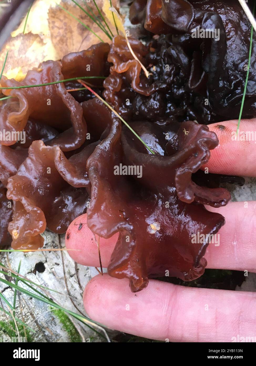 (Phaeotremella foliacea) Fungi Stock Photo - Alamy