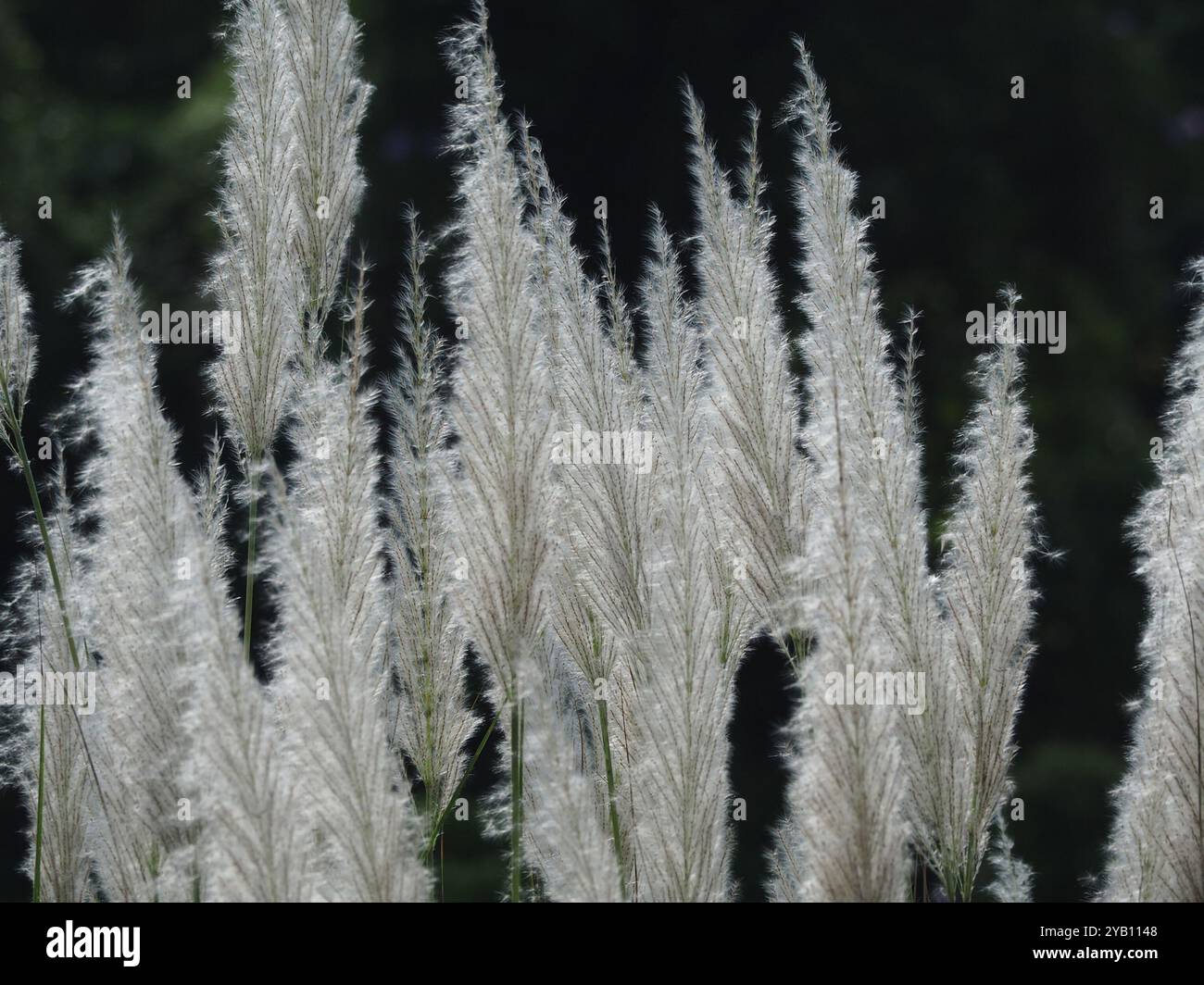 Wild Cane (Saccharum spontaneum) Plantae Stock Photo - Alamy