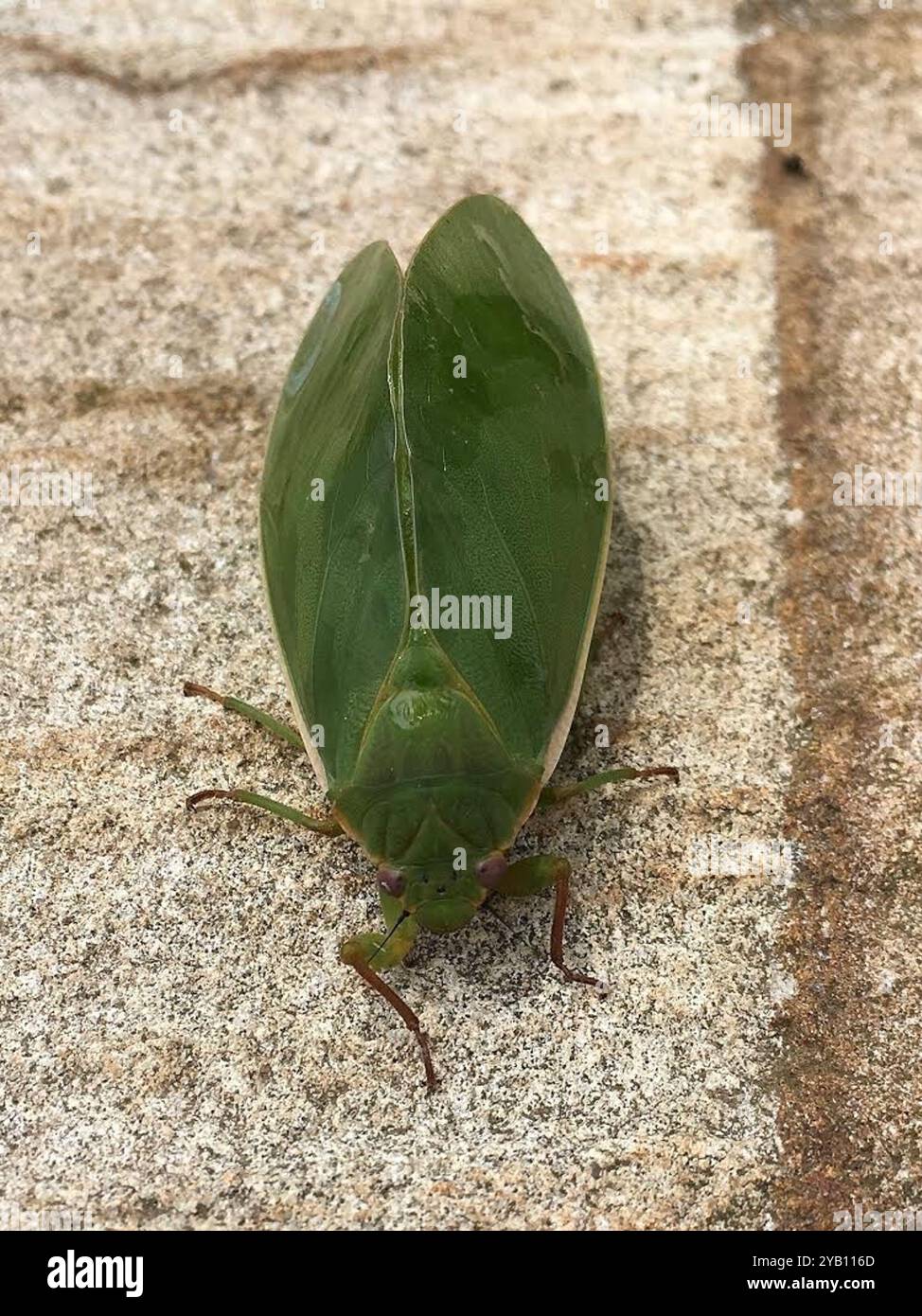 Cystosoma hi-res stock photography and images - Alamy