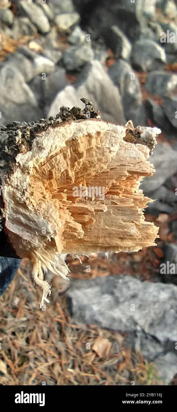 Milk-white Toothed Polypore (Irpex lacteus) Fungi Stock Photo - Alamy