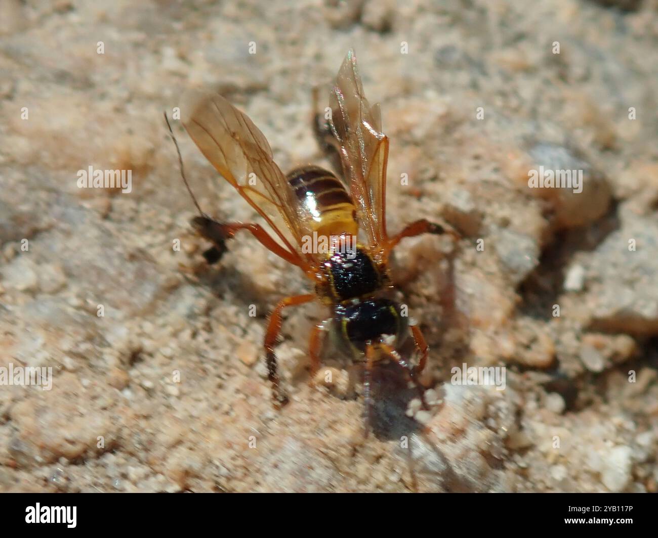 Stingless Bees (Meliponini) Insecta Stock Photo - Alamy