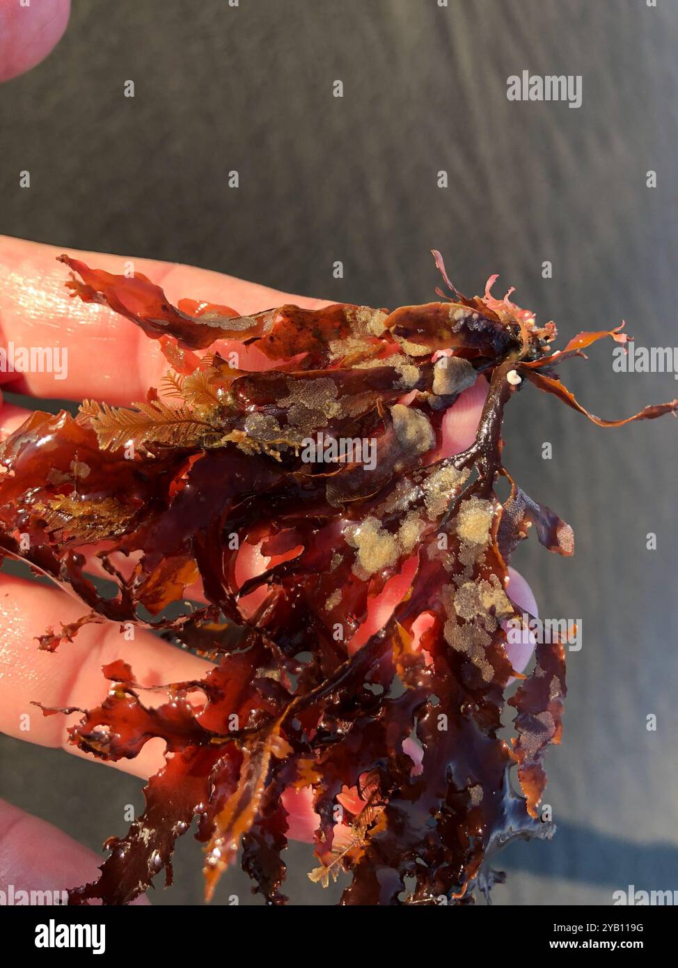 Grape Tongue (Cryptopleura ruprechtiana) Plantae Stock Photo - Alamy