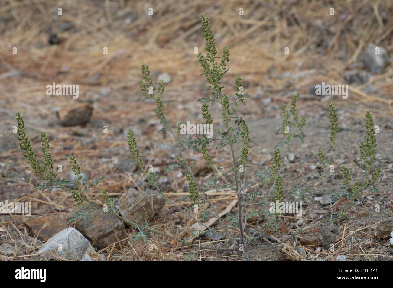 Flatspine Bursage (Ambrosia acanthicarpa) Plantae Stock Photo - Alamy
