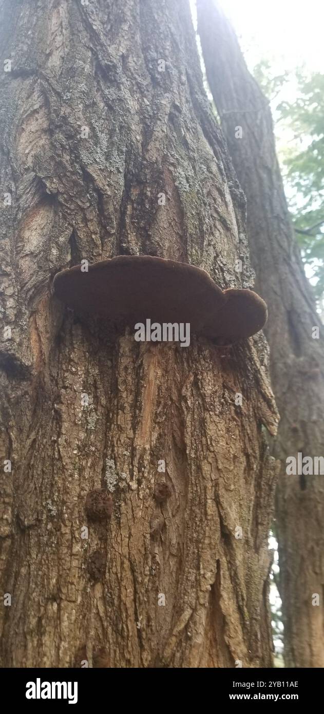 Cracked Cap Polypore (Fulvifomes robiniae) Fungi Stock Photo - Alamy