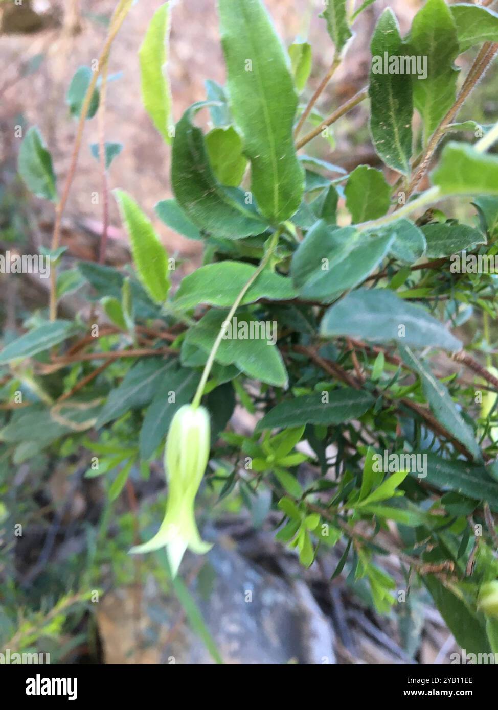 Common Apple-berry (Billardiera mutabilis) Plantae Stock Photo - Alamy