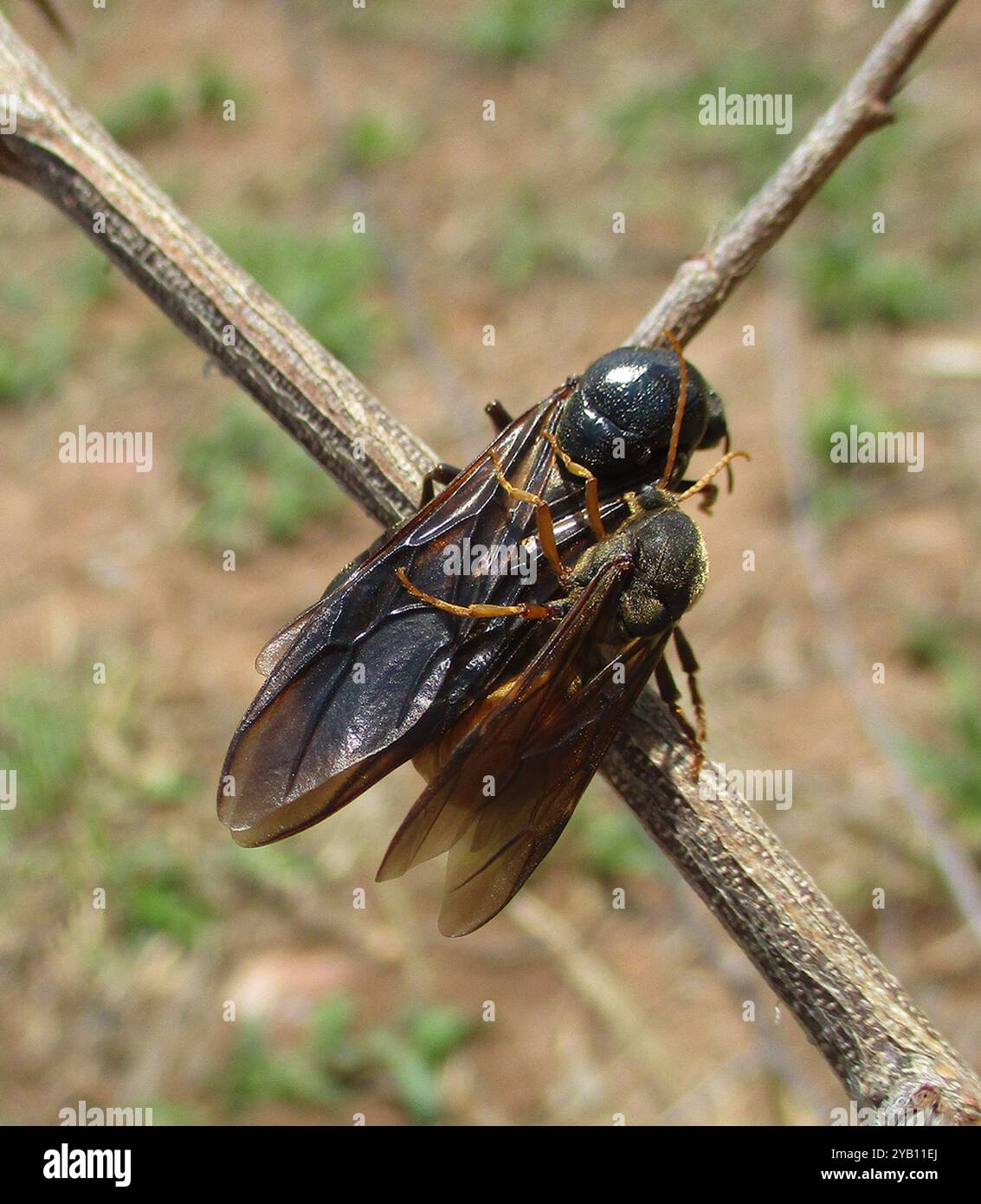 Carebara ant hi-res stock photography and images - Alamy