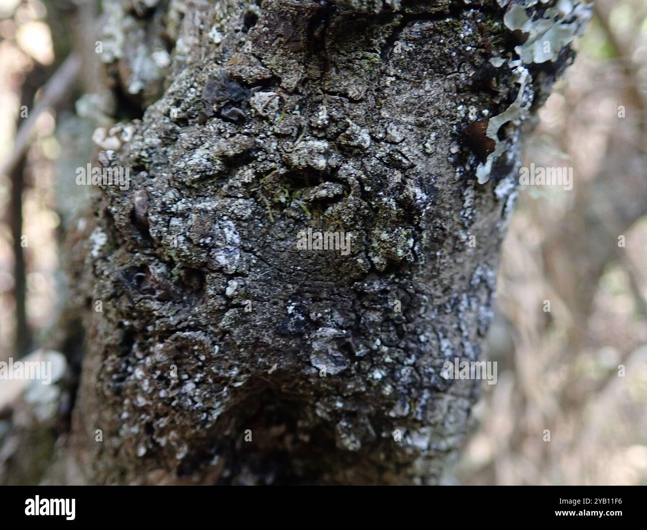 Blue Gwarrie (Euclea crispa) Plantae Stock Photo - Alamy