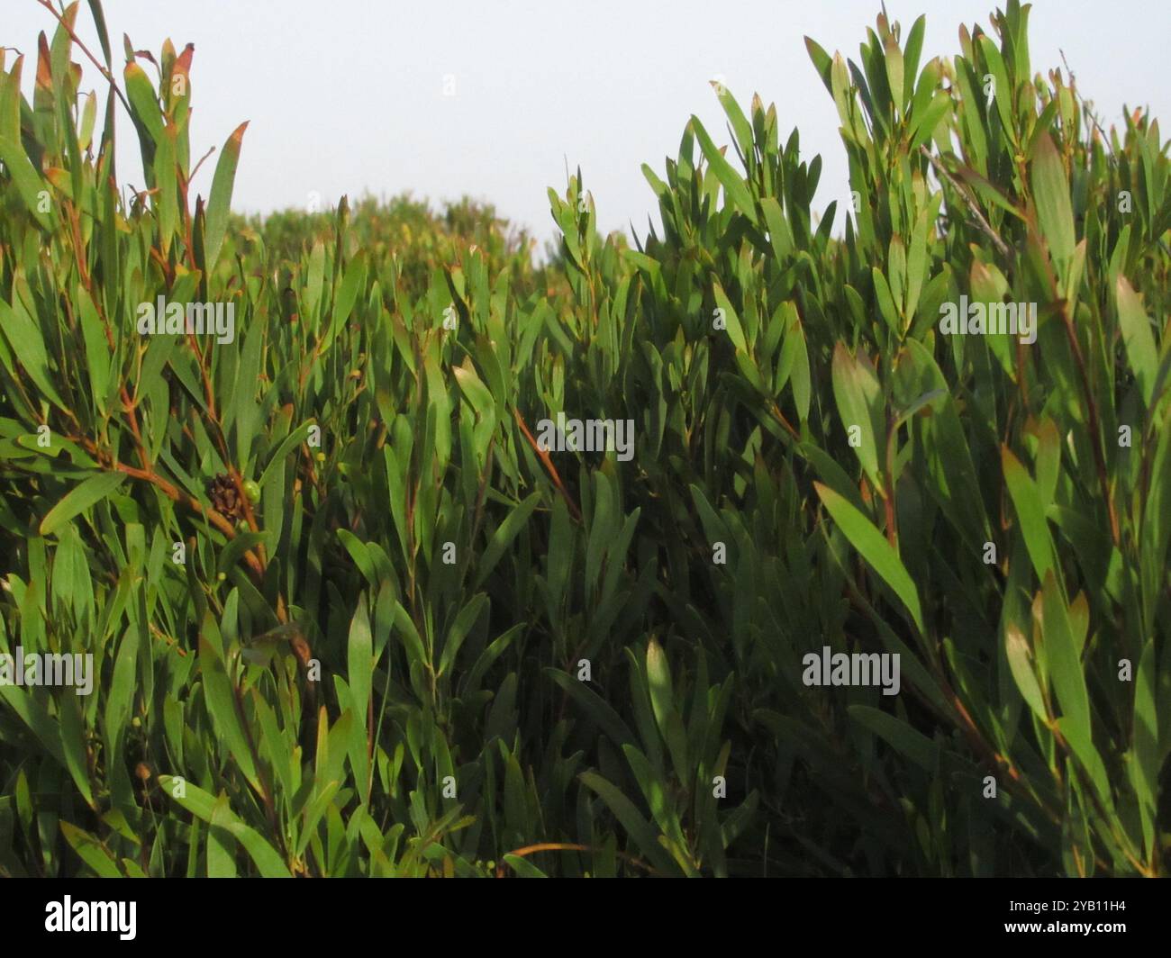 western coastal wattle (Acacia cyclops) Plantae Stock Photo - Alamy