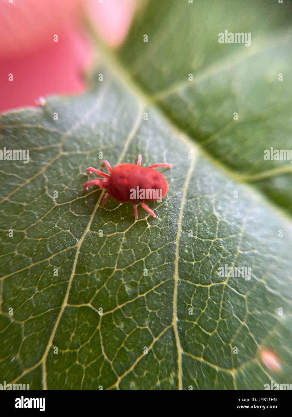 Sumo Mites (Allothrombium) Arachnida Stock Photo - Alamy