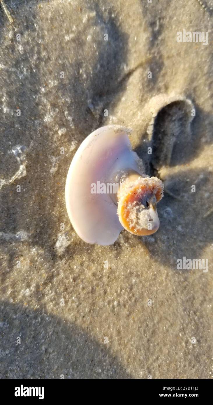 Shark Eye (Neverita duplicata) Mollusca Stock Photo - Alamy