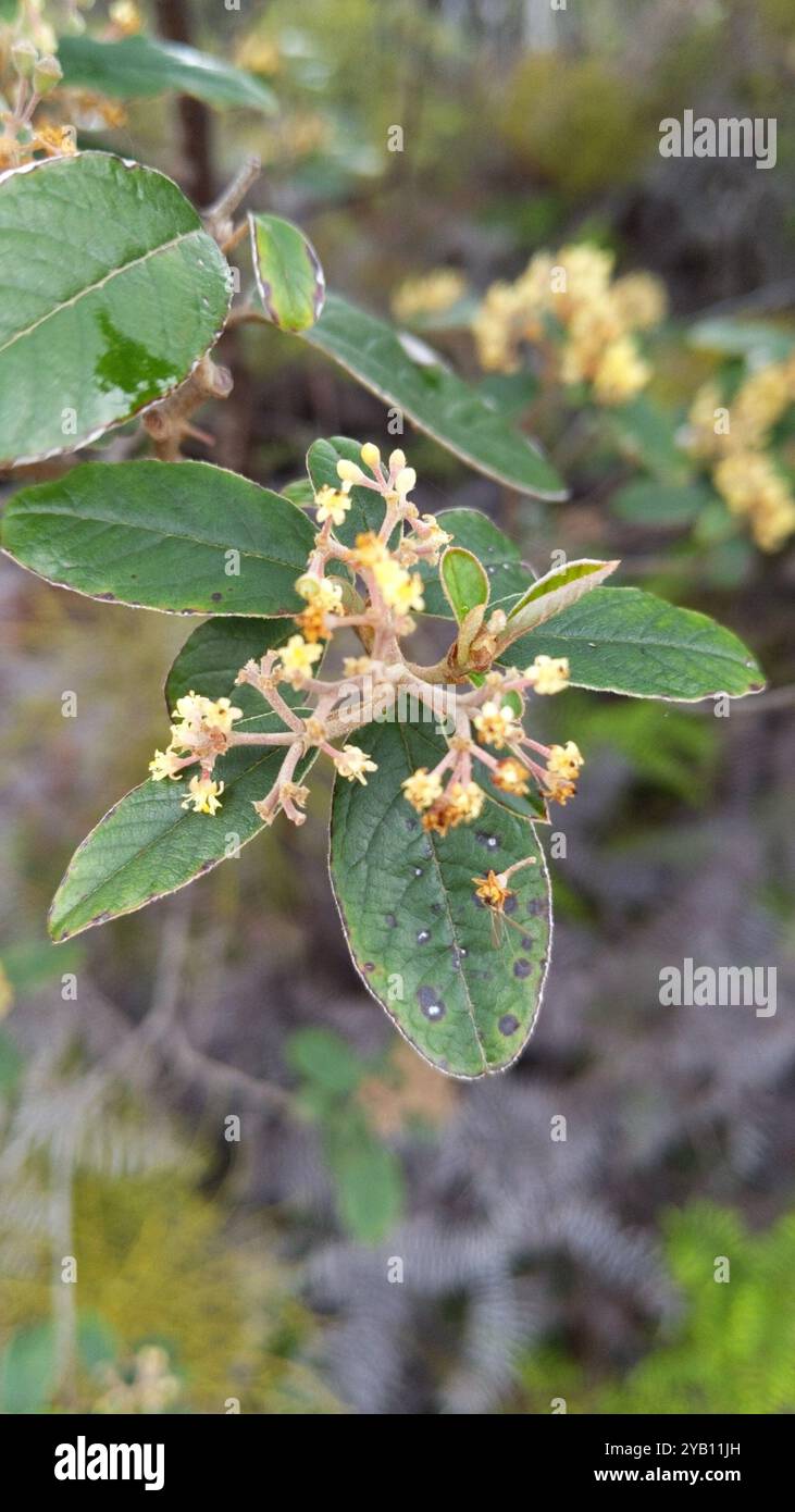 Kumarahou (Pomaderris kumeraho) Plantae Stock Photo - Alamy