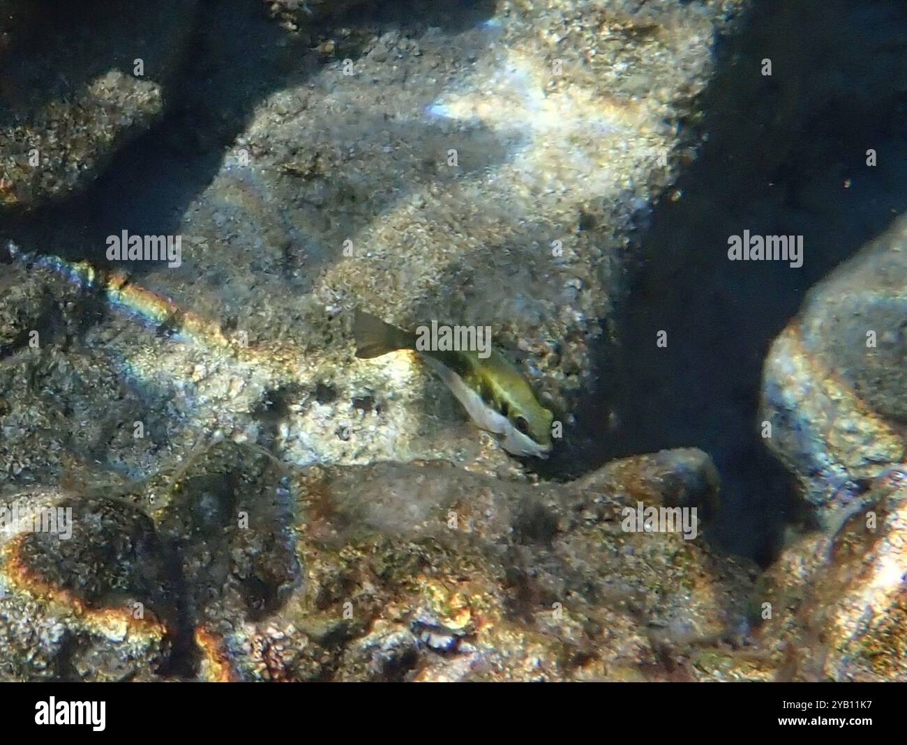 Dusky Spinefoot (Siganus luridus) Actinopterygii Stock Photo - Alamy