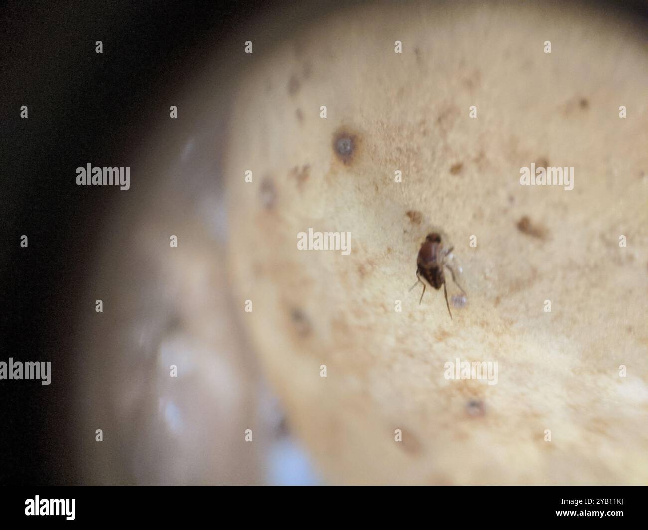 Scaled Hump-backed Fly (Megaselia scalaris) Insecta Stock Photo - Alamy