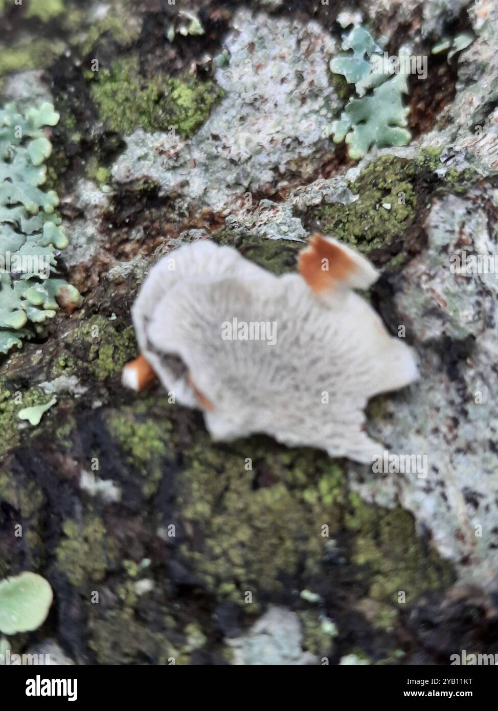 crimped gill (Plicaturopsis crispa) Fungi Stock Photo - Alamy