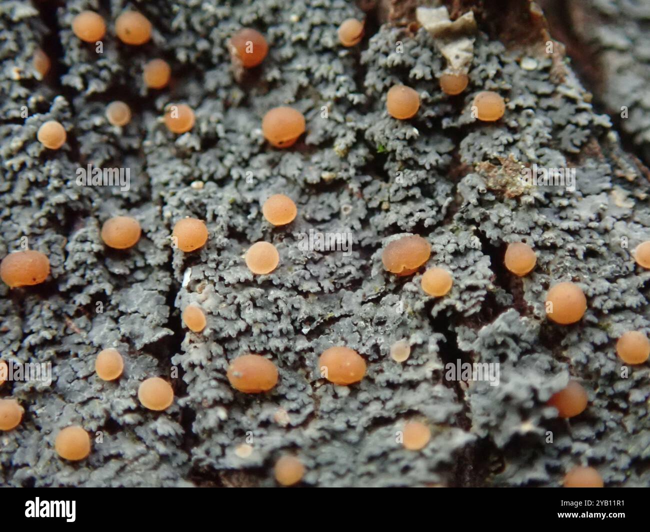 Pink-eyed Shingle Lichen (Vahliella saubinetii) Fungi Stock Photo - Alamy