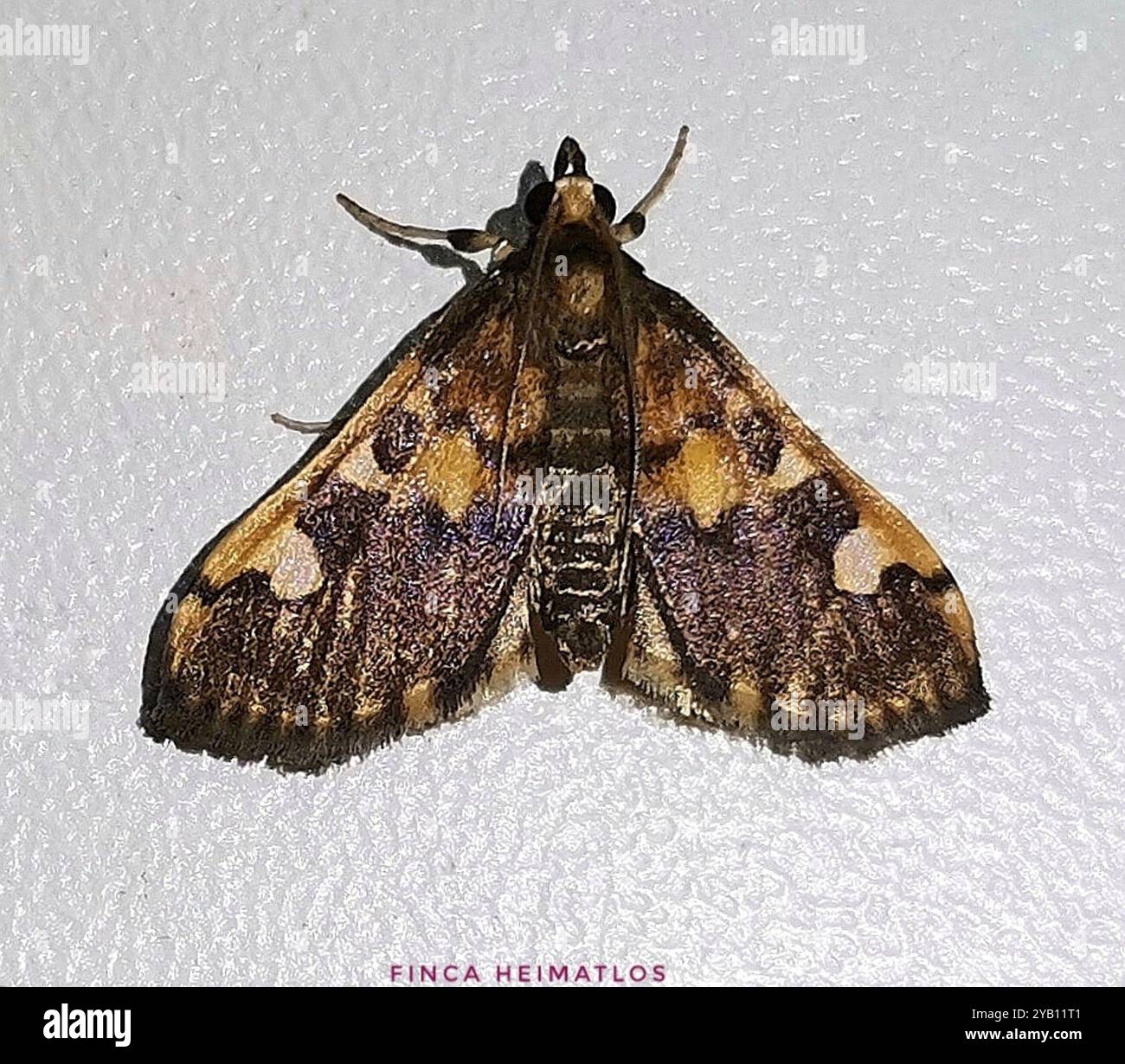 Pearl Moths (Spilomelinae) Insecta Stock Photo - Alamy