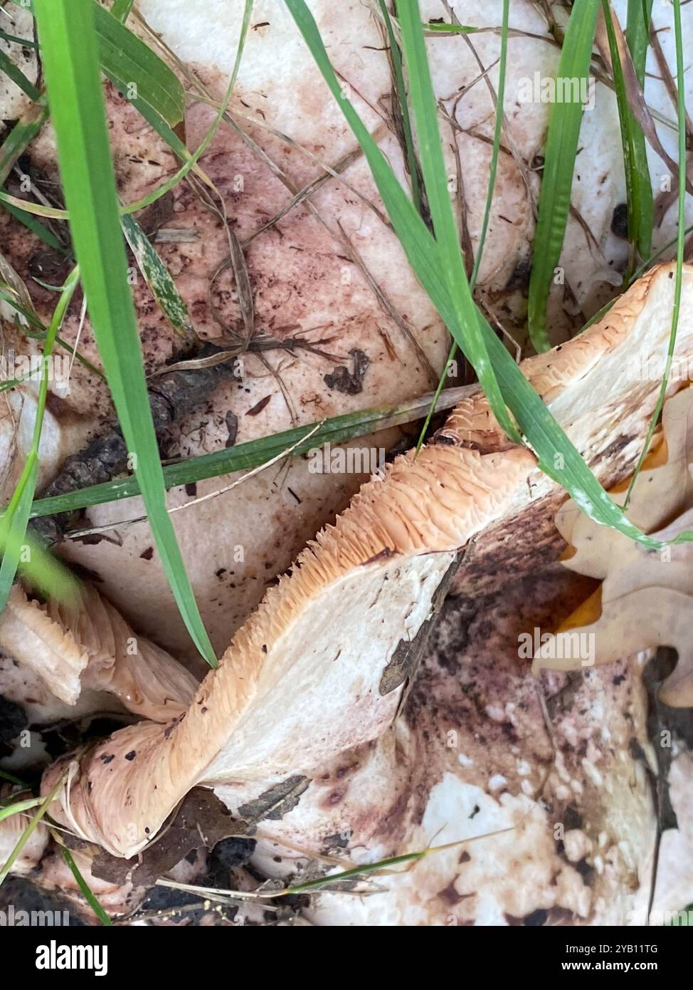 Blushing Milkcap (Lactarius controversus) Fungi Stock Photo - Alamy