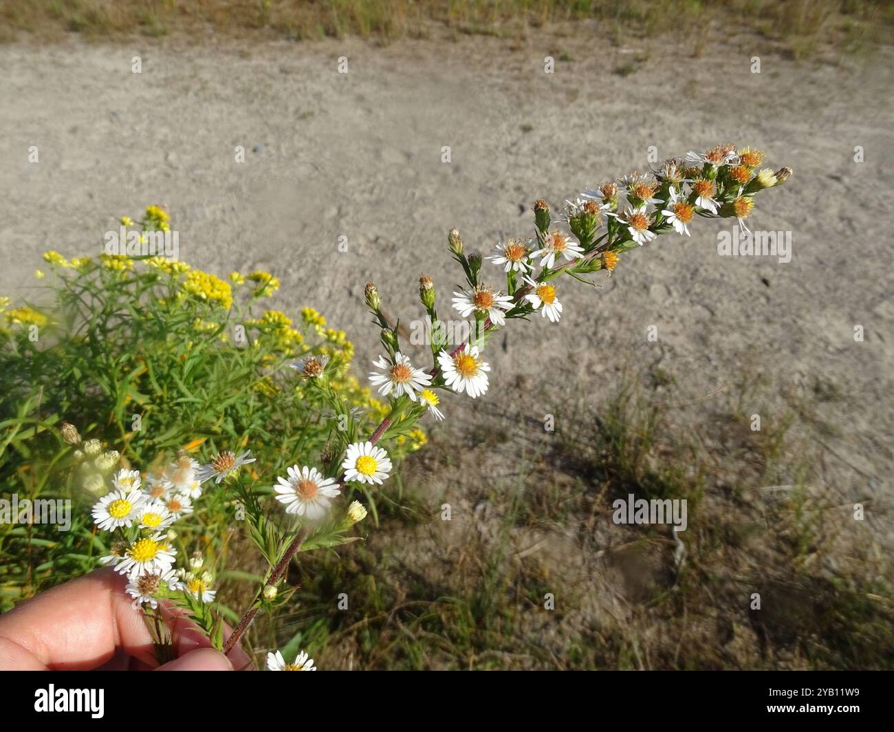 Frost Aster (Symphyotrichum pilosum pilosum) Plantae Stock Photo - Alamy