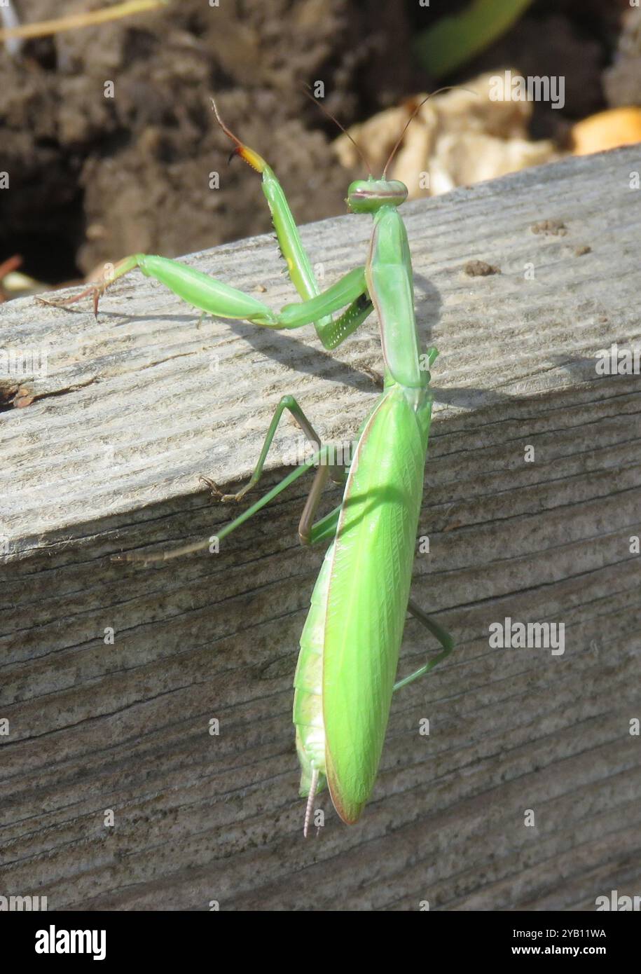 European Mantis (Mantis religiosa) Insecta Stock Photo - Alamy