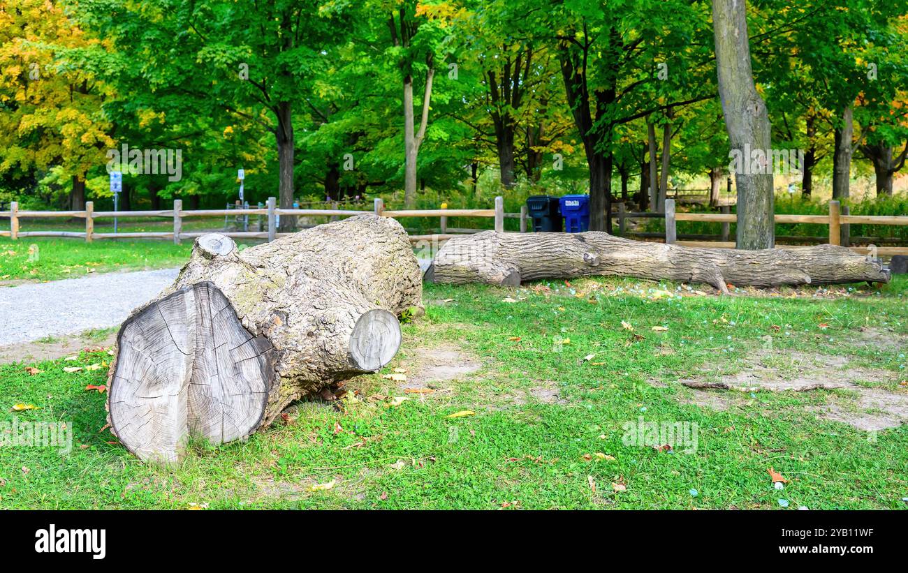 Logs from fallen trees serving as rustic benches, contributing to ...