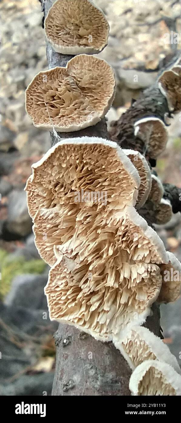 Milk-white Toothed Polypore (Irpex lacteus) Fungi Stock Photo - Alamy