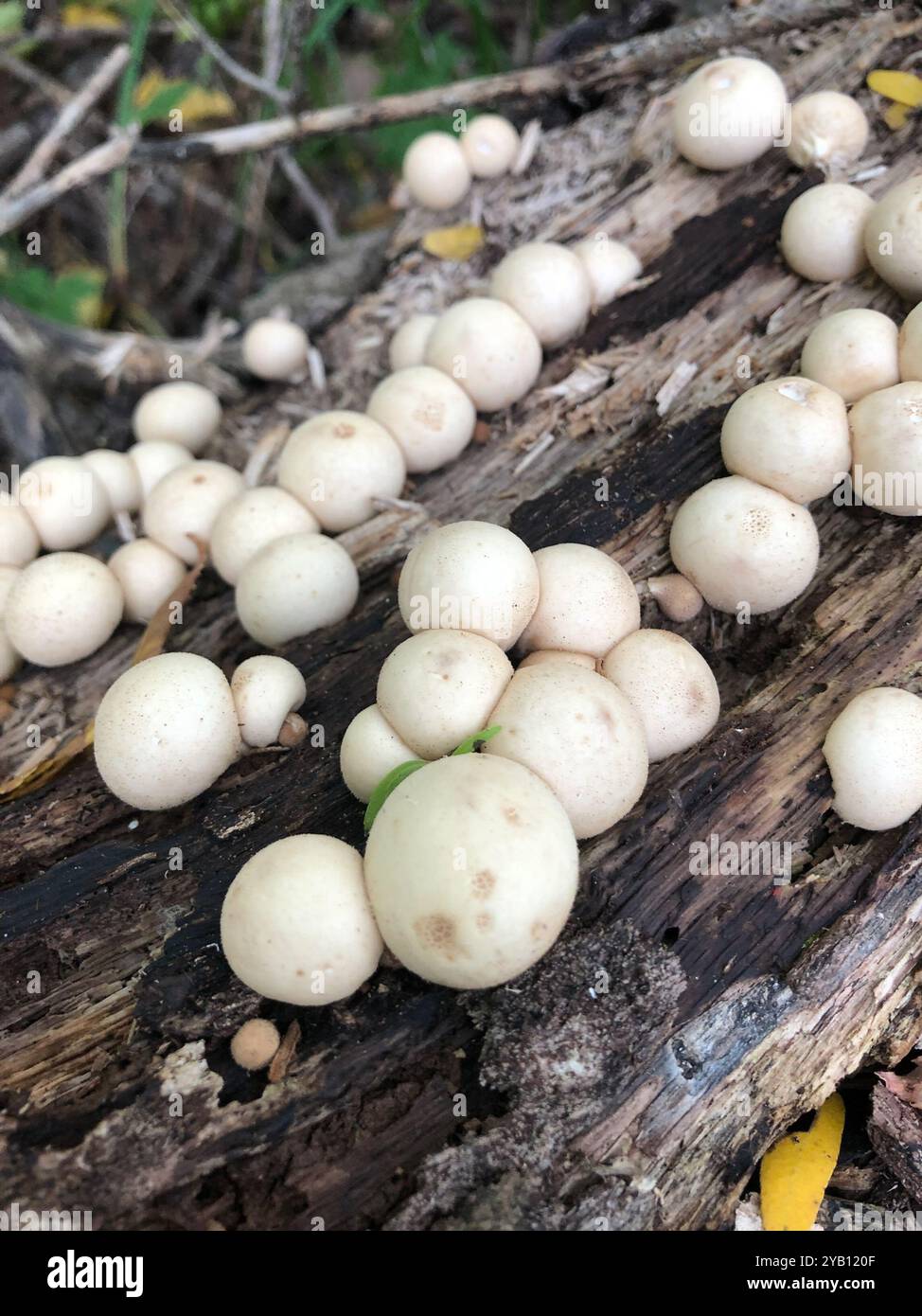 Pear-shaped Puffball (Apioperdon pyriforme) Fungi Stock Photo - Alamy
